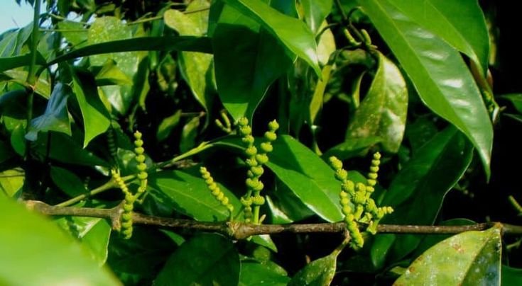 Tahukah Kalian? Daun Melinjo Lezat dan Penuh Manfaat untuk Kesehatan