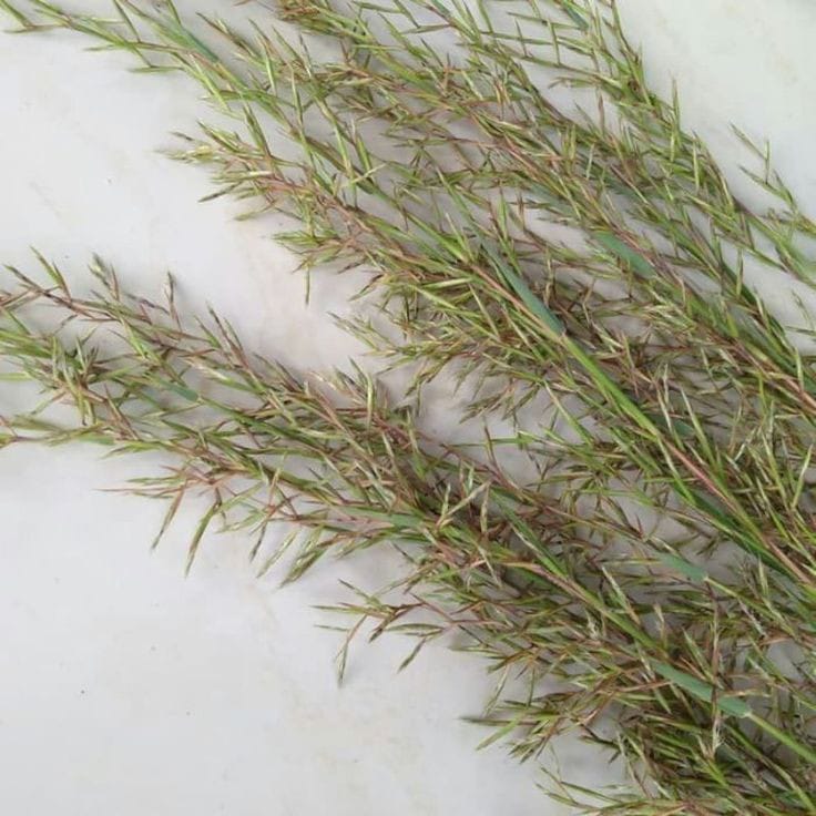 Misteri di Balik Aroma: 7 Mitos Bunga Serai yang Dipercaya Masyarakat ...