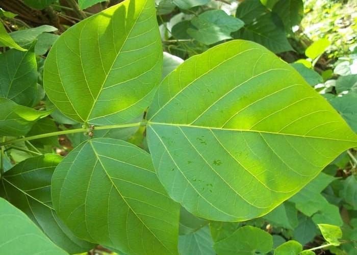 Daun Dadap: Penjaga Tradisi dan 9 Mitos Jawa dari Tolak Bala hingga ...