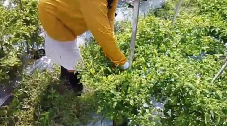 Harga Cabai Merah Tembus Rp 45 Ribu, Petani Jember Panen Dini