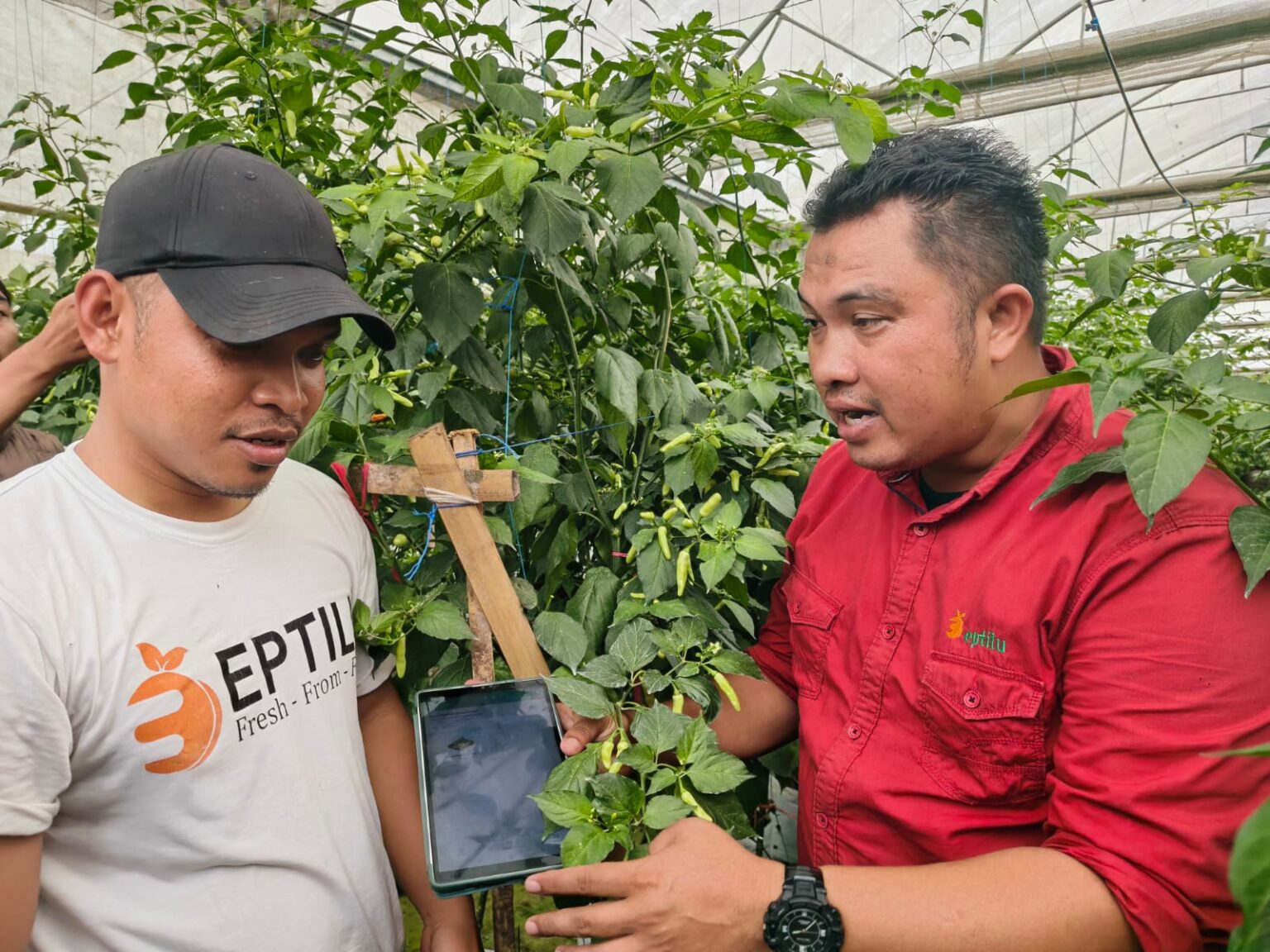 Kebun Edukasi Eptilu Garut Jadi Contoh Pertanian Modern, Teknologi ...